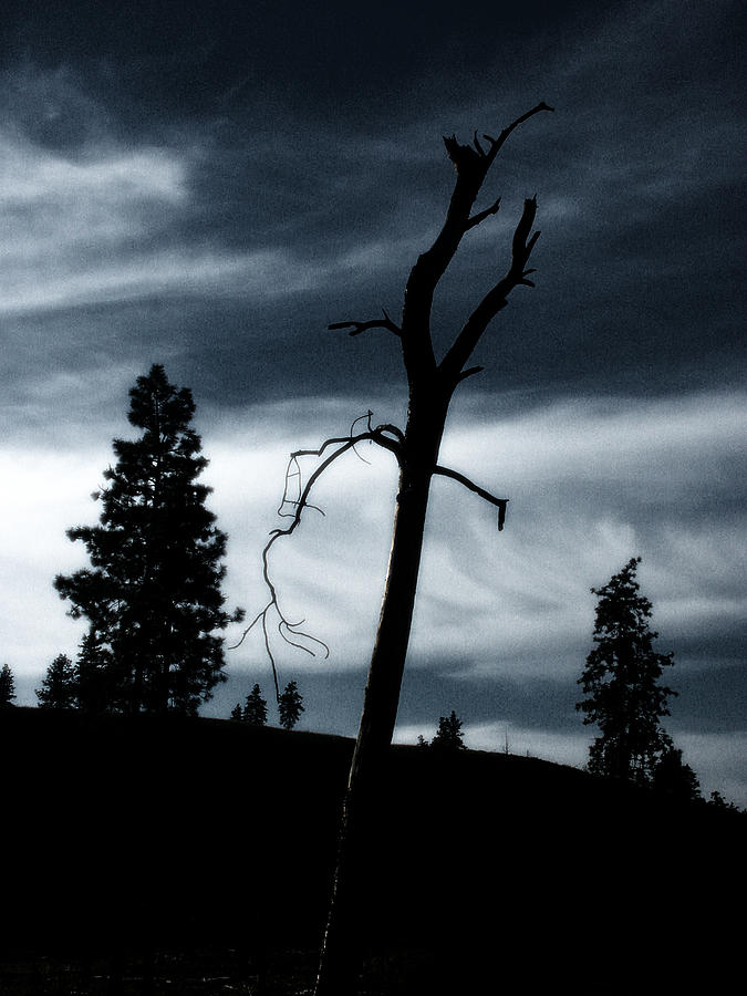 Devils Tree Photograph by Paul Griffin - Fine Art America