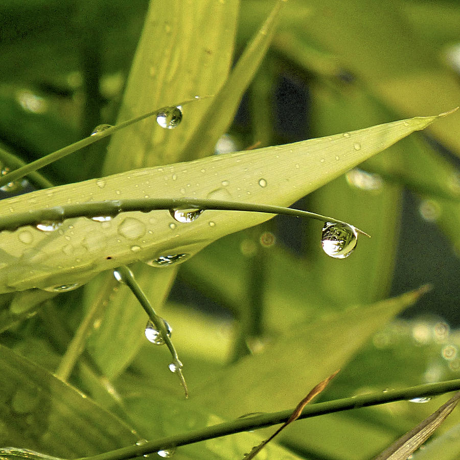 Dew Drops Photograph by Girish J - Pixels
