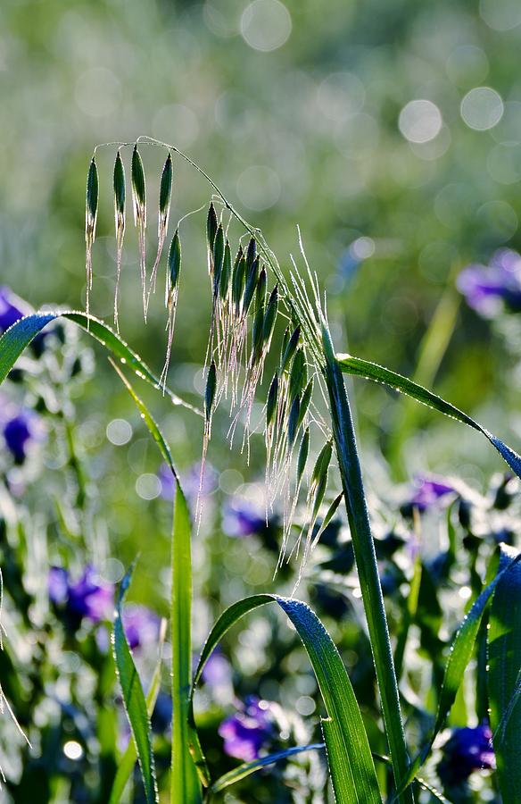 Dew Drops On Grass Photograph By Werner Lehmann Fine Art America