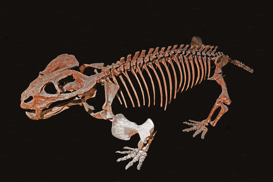 Dicynodont Photograph by Millard H. Sharp - Pixels