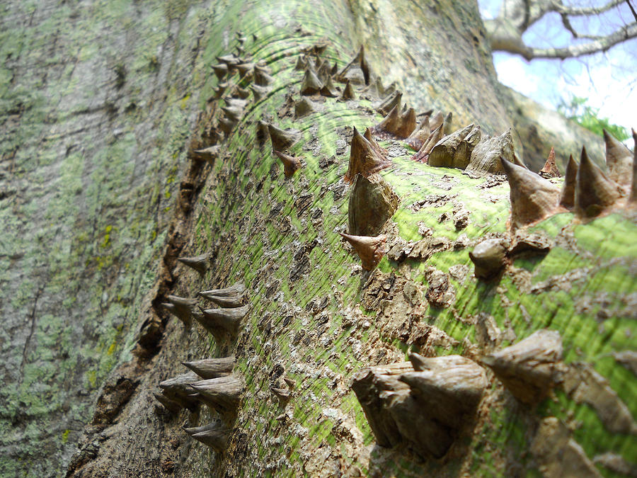 Difficult Climb Photograph by Julia Raddatz - Fine Art America