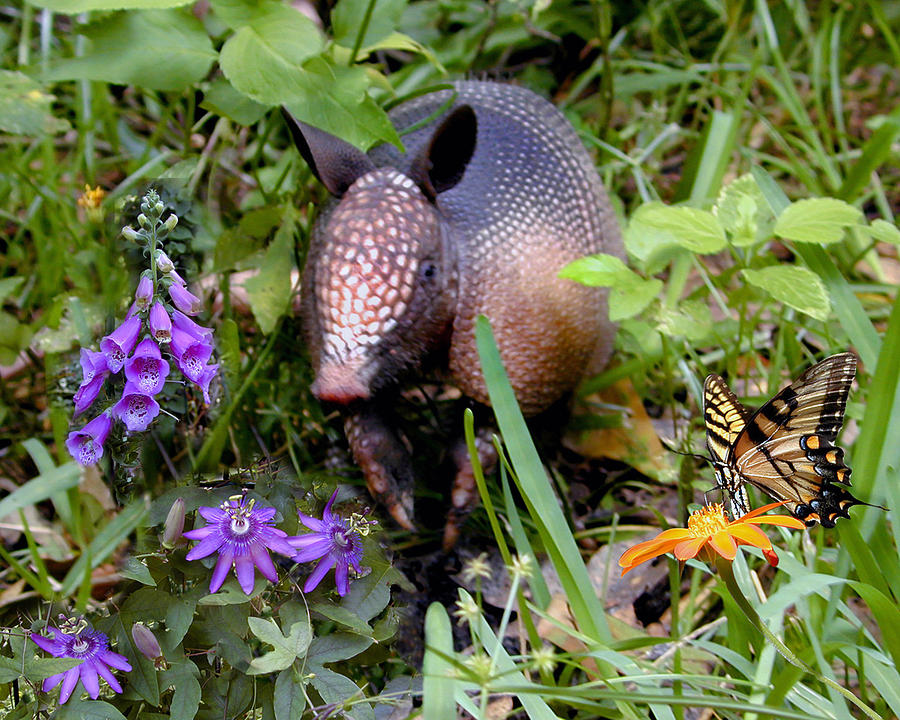 Dillo Photograph by Wayne Ritt | Fine Art America