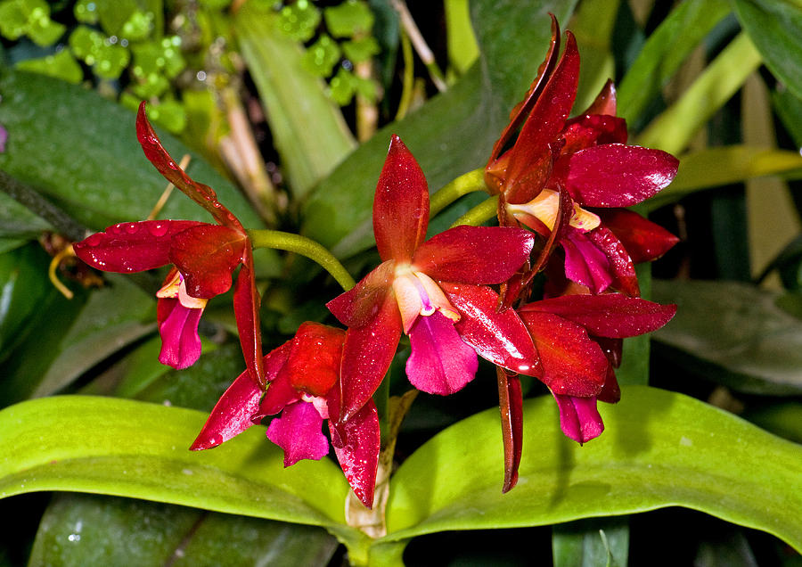 Dimerandra Orchid Photograph by Millard H. Sharp - Fine Art America