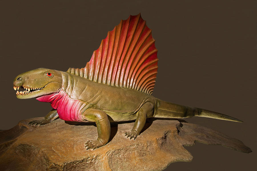 Dimetrodon Model Photograph by Millard H. Sharp - Fine Art America