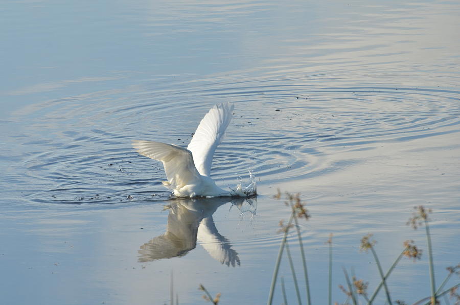 Dinner Dunking Photograph by Michael Gooch - Fine Art America