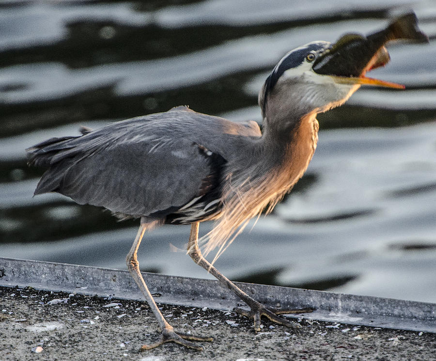 Dinner Whole Photograph by Janet Capps - Pixels