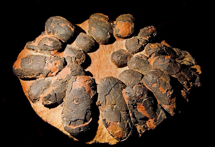 Dinosaur Egg Nest Photograph by Millard H. Sharp - Fine Art America
