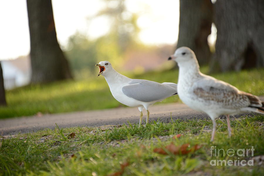Dissatisfied Seagull Photograph by Gary Path - Fine Art America