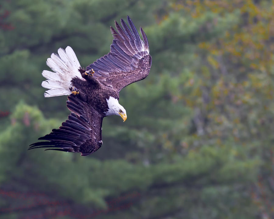 Dive Bomber Photograph by Jack Zievis - Fine Art America