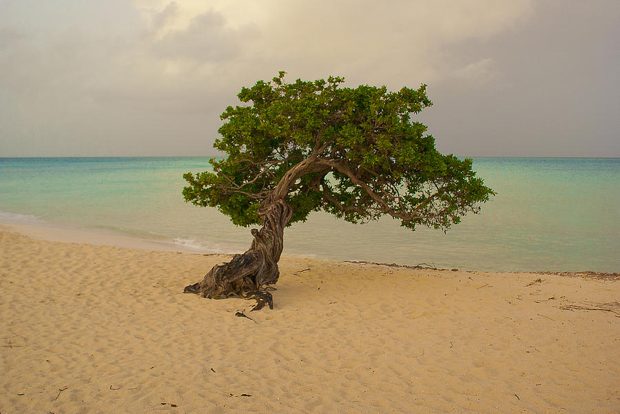 Divi Tree Photograph by Ryan Burton - Fine Art America