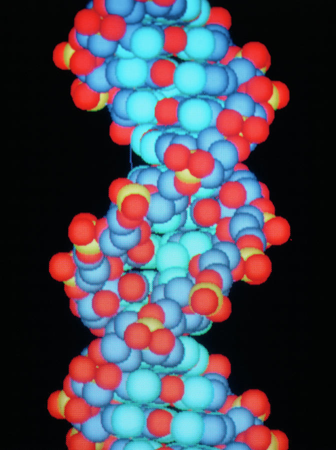Dna Molecule Photograph by Peter Menzel/science Photo Library - Fine ...