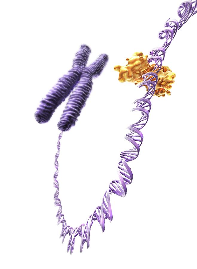 DNA repair, artwork Photograph by Science Photo Library - Pixels