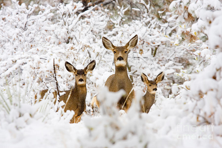 Doe Mule Deer In Snow Photograph by Steve Krull