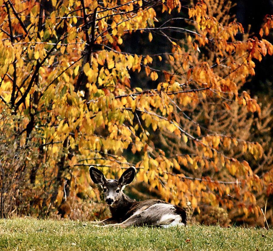 Doe Re Me Photograph by Lynne and Don Wright - Fine Art America