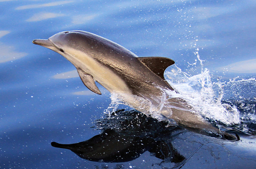 Dolphin Shadow Photograph by Michael Peak - Fine Art America