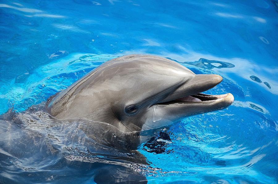 Dolphin Smiling Photograph by Robert Corbin | Fine Art America