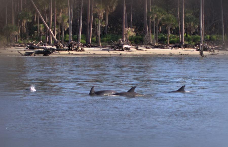 Dolphins at Play Photograph by Robin Ayers - Fine Art America