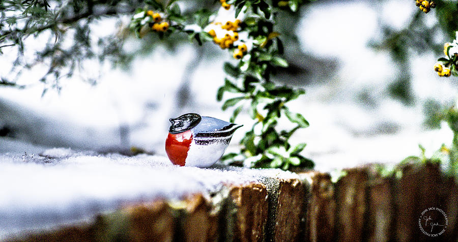 Dompap Photograph by John Jack - Pixels