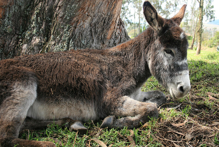 Donkey Beside a Tree Photograph by Robert Hamm - Fine Art America