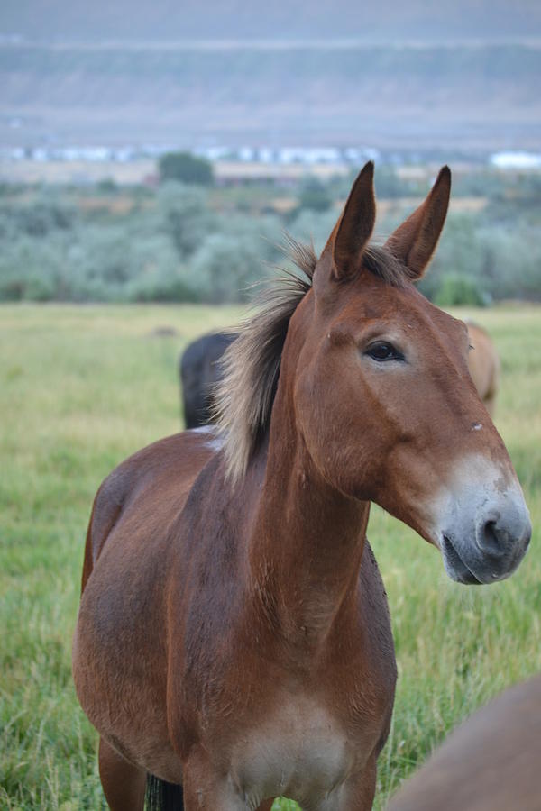 Donkey Photograph by Michael Steckler - Pixels
