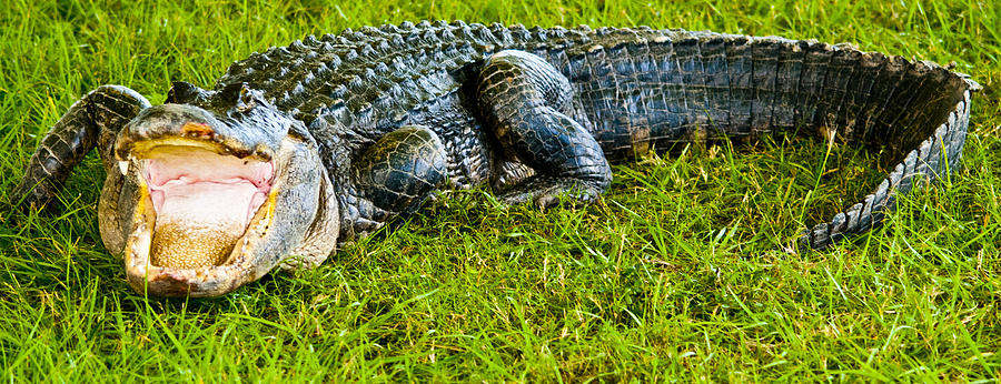 Don't Tread On Me Photograph by Michael Kennedy | Fine Art America