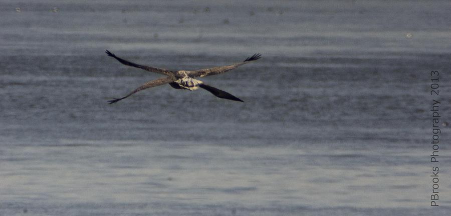 Double Eagle in Flight Photograph by Paul Brooks - Fine Art America