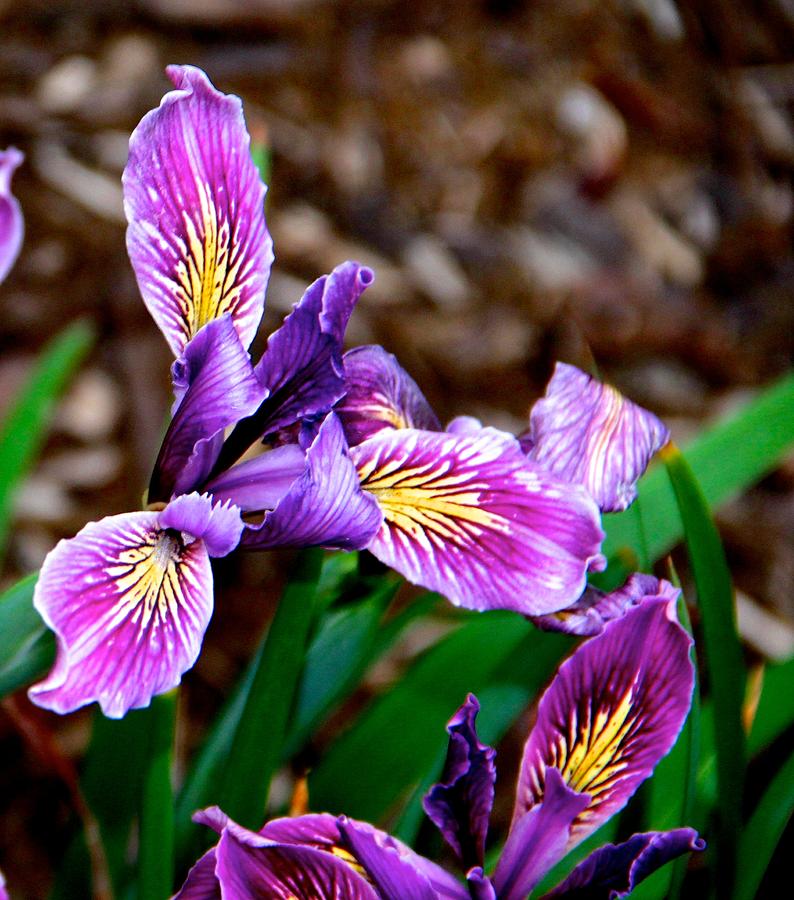 Double Iris Photograph by Renee Sinatra - Pixels