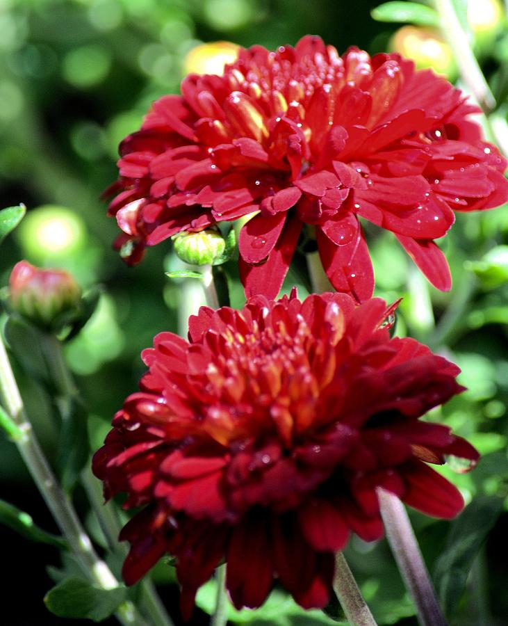 Doubled Red Mums Photograph by Maria Urso - Fine Art America