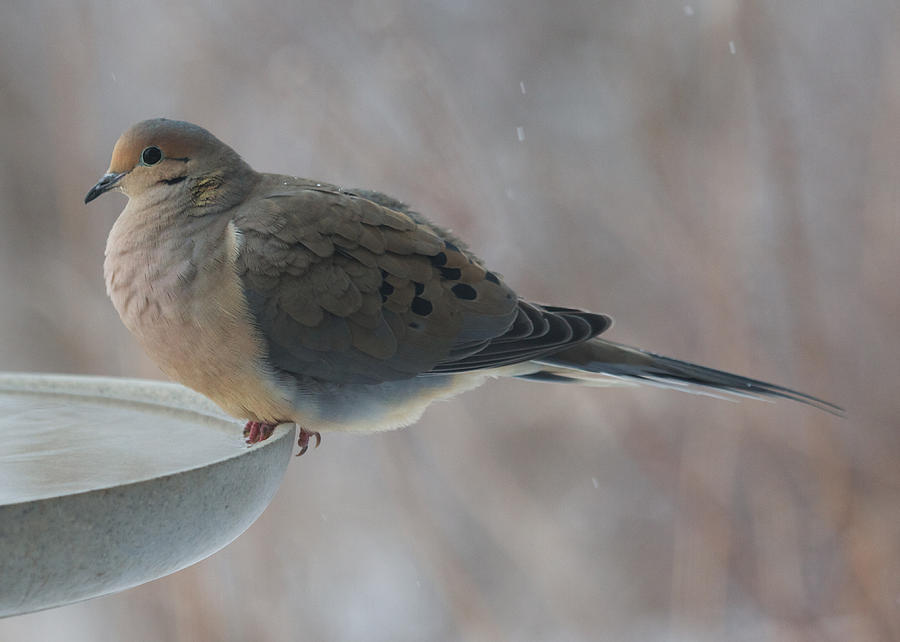 Dove Puff Photograph by Diane Porter | Fine Art America