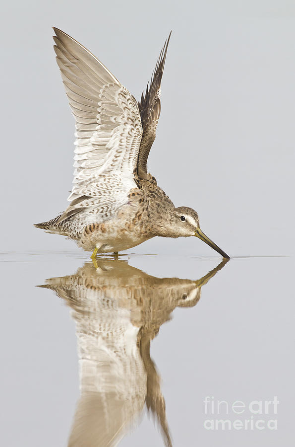 Dowitcher wing stretch Photograph by Bryan Keil - Fine Art America