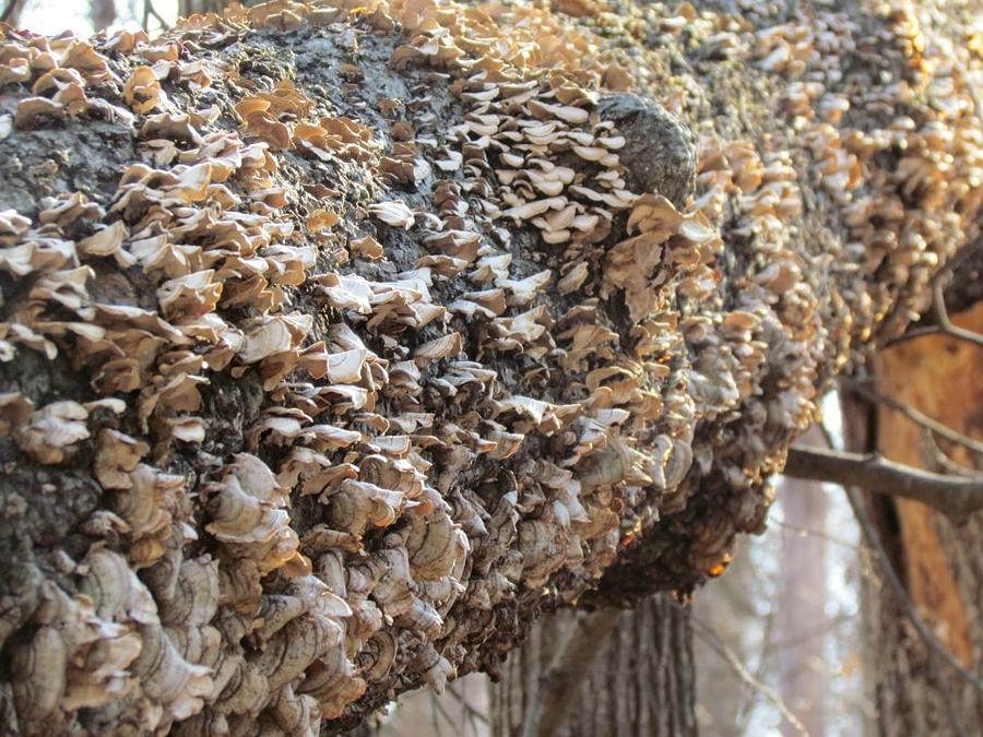 Down Tree Photograph by Eric Noa - Fine Art America