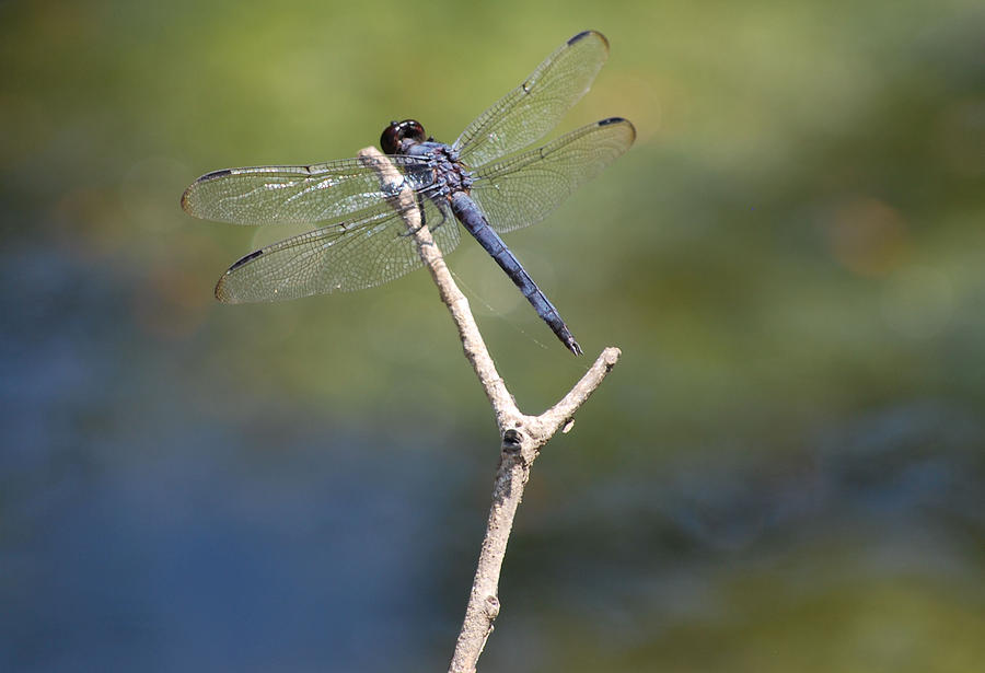 Dragonfly - 9 Photograph by Jan Oppermann - Fine Art America