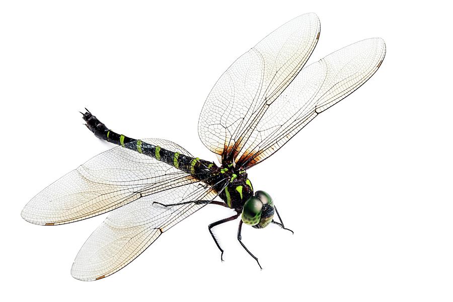 Dragonfly by Alex Hyde / Science Photo Library