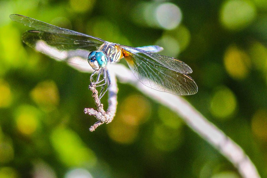 Dragonfly Perch Photograph by Lesley Brindley - Fine Art America