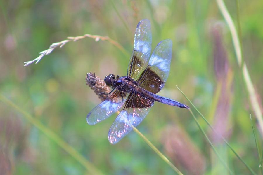 Dragonfly Photograph by Wayne Cottrill - Fine Art America
