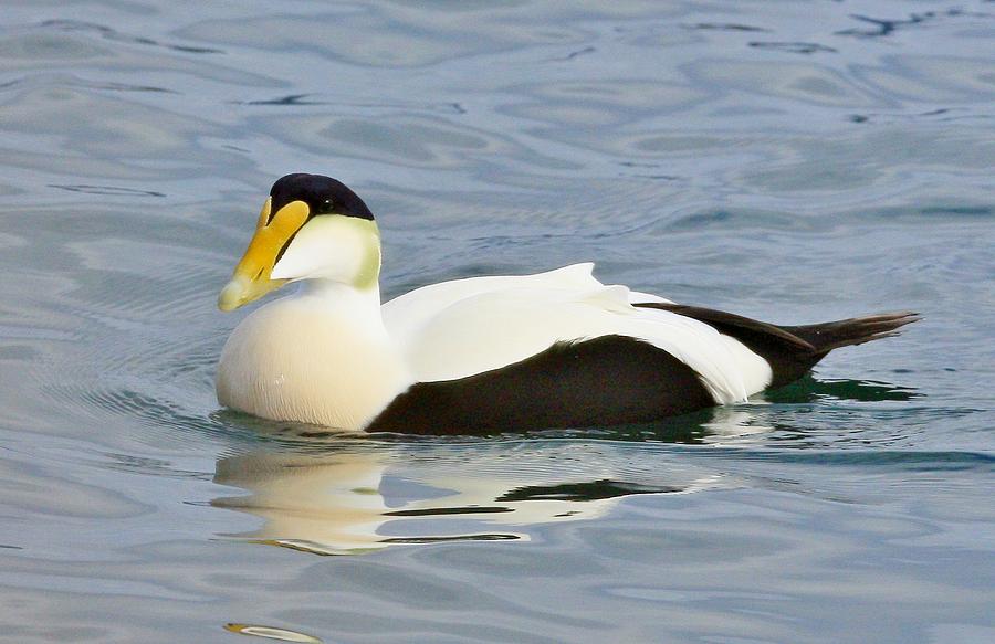 Drake Eider Photograph by Donald Cramer - Fine Art America