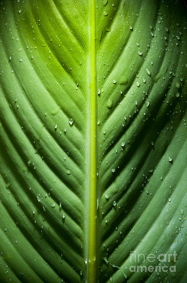 Dramatic Leaf Detail Photograph by THP Creative - Fine Art America