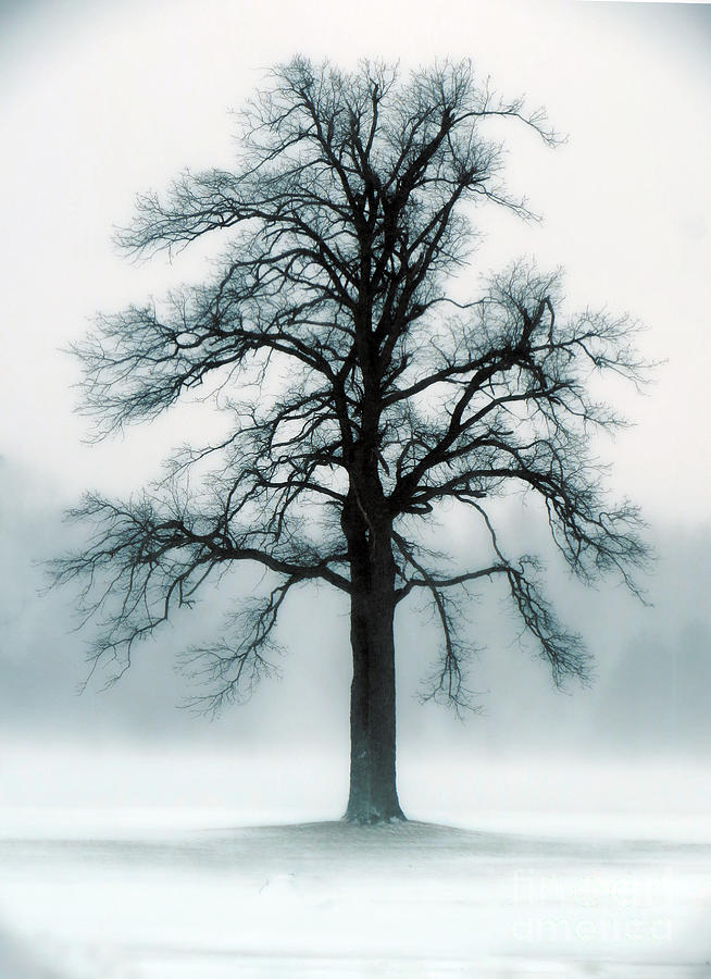 Dramatic Tree Photograph by Darleen Stry - Fine Art America