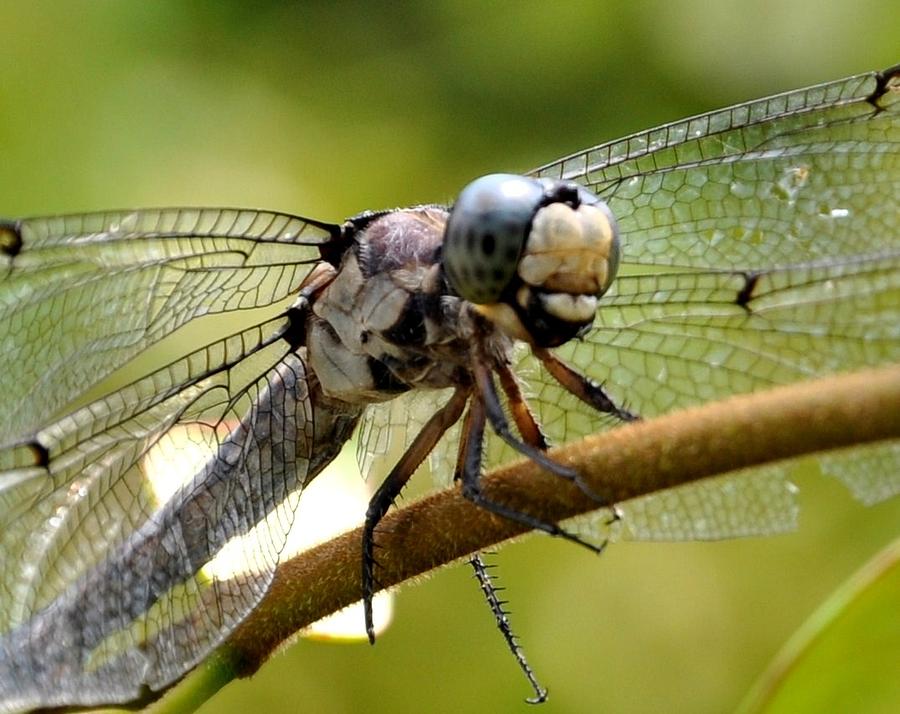 Drangonfly 1 Photograph by Susan Hart - Fine Art America