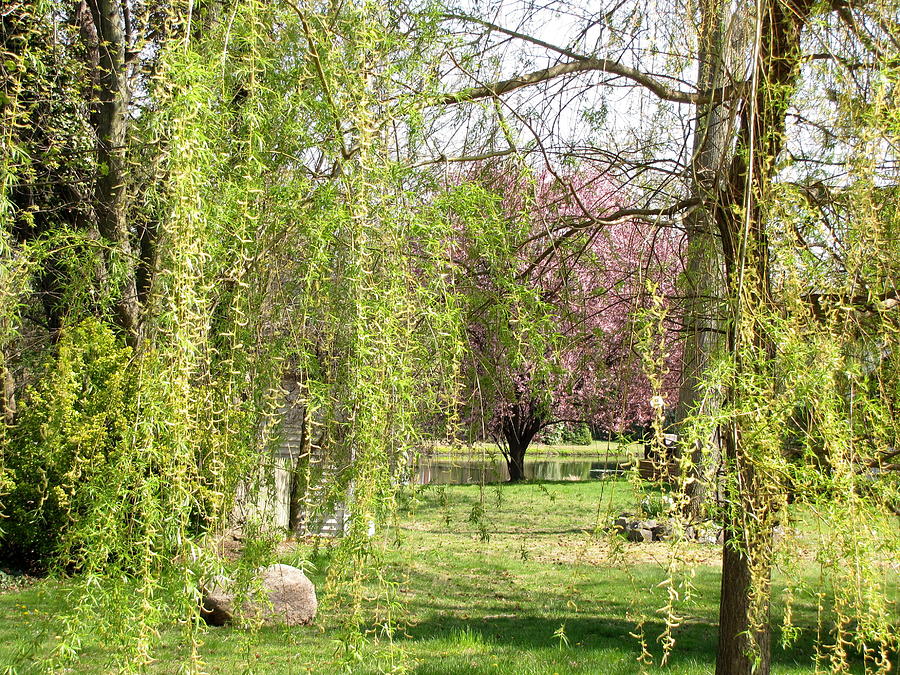 Draping Trees Photograph by John Will - Fine Art America