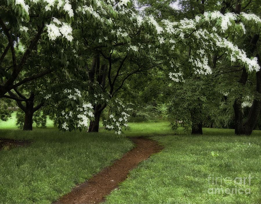Dreamy Pathway Photograph by Chris Fleming - Fine Art America