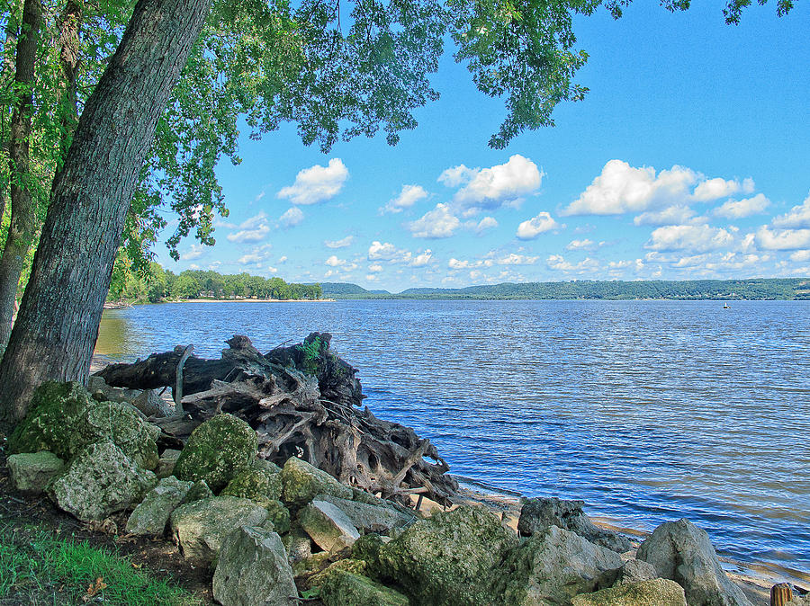 Drift Root Photograph by Patsy Petersen - Fine Art America