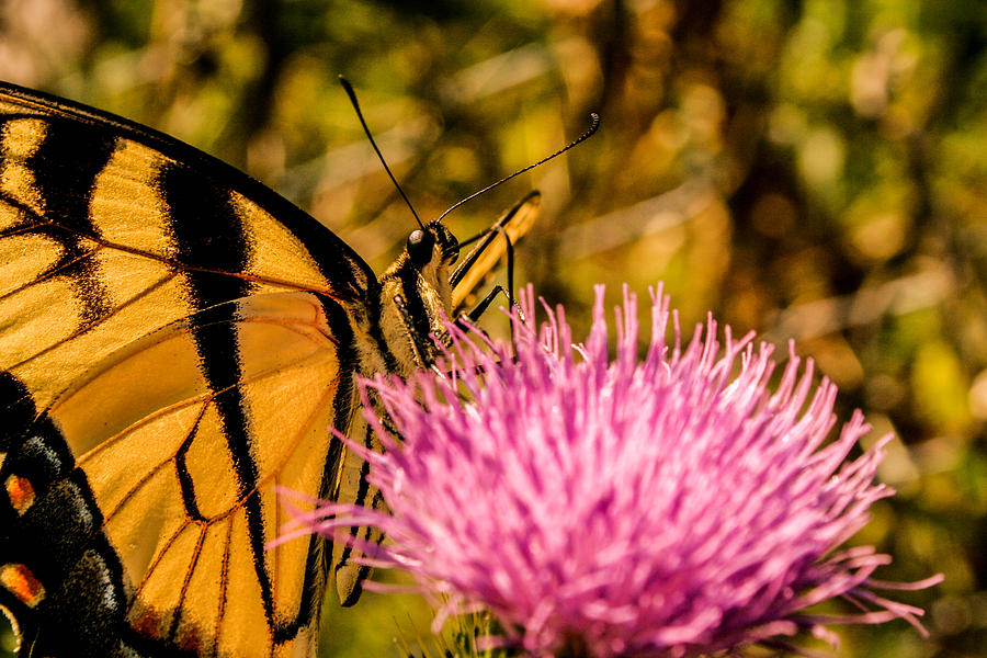 Drinking Nectar Photograph by Caleb Moreno - Fine Art America