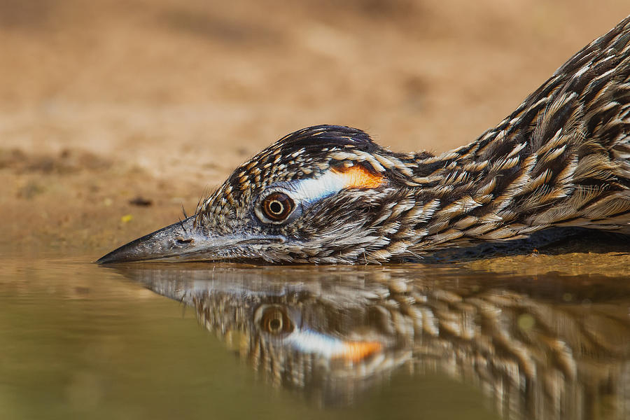 Drinking Reflection Photograph by Kurt Bowman - Fine Art America