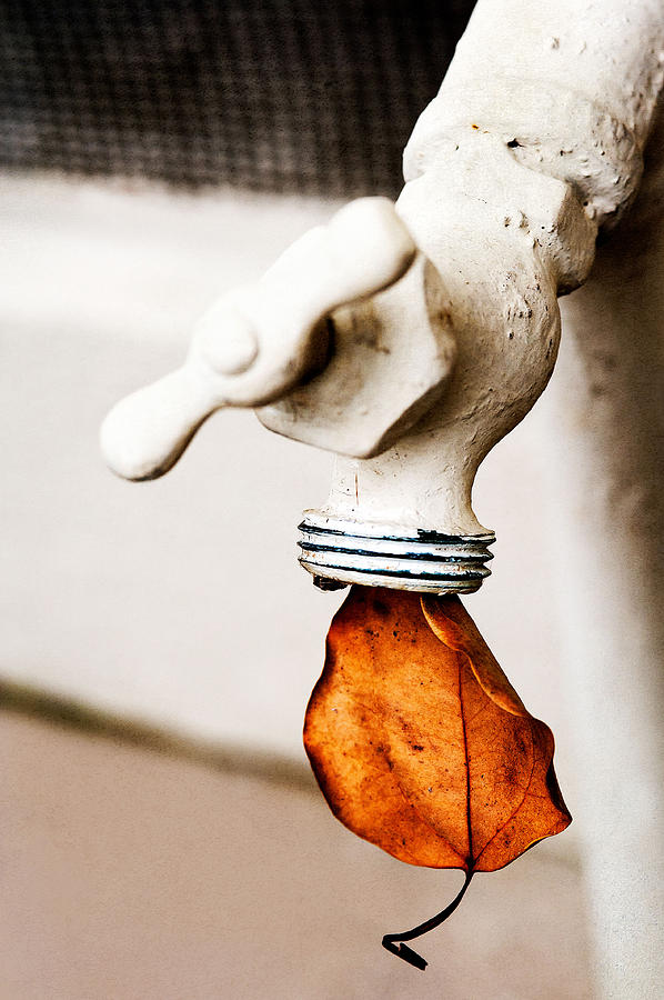 Drip leaf Photograph by Bobbi Feasel - Fine Art America