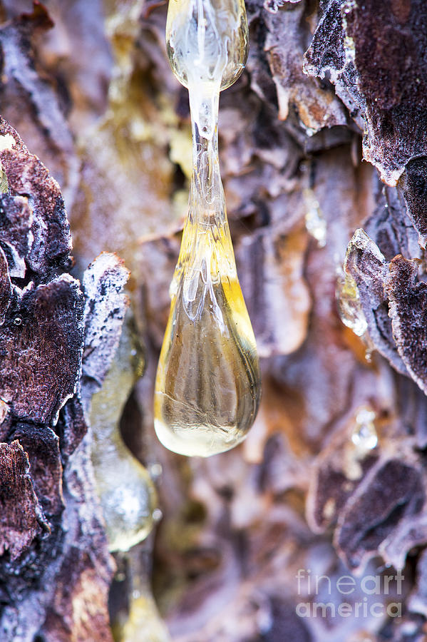 Dripping Sap Photograph by Michael R Erwine - Fine Art America