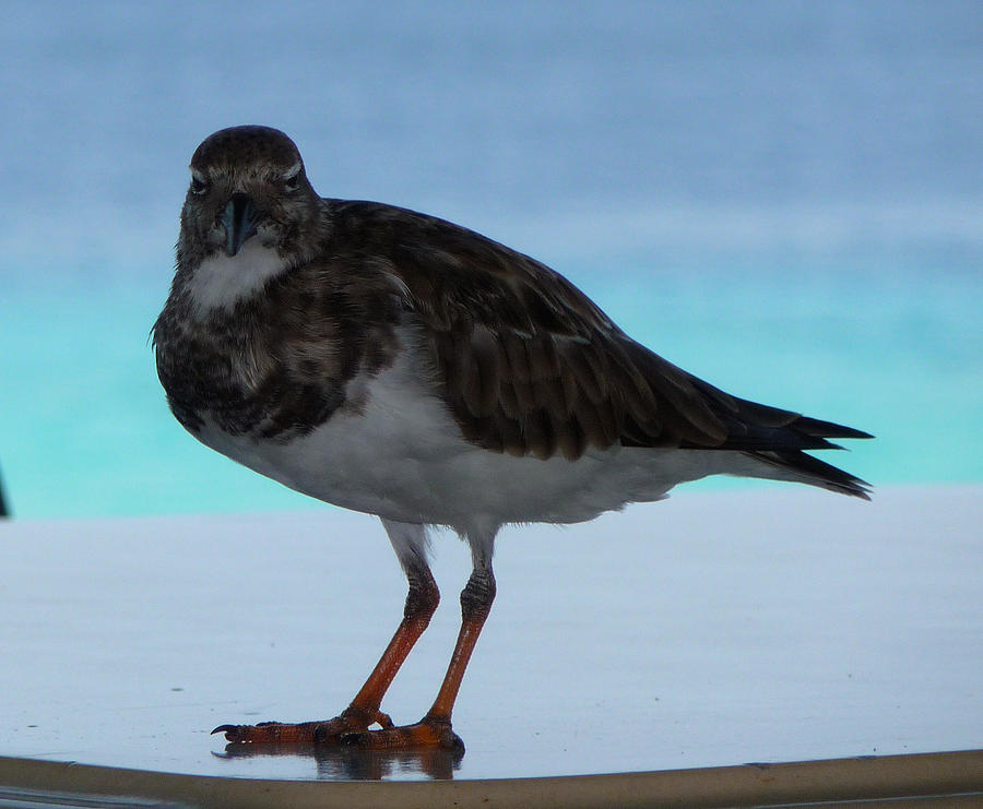 Droll Bird Photograph by David McDowell - Fine Art America