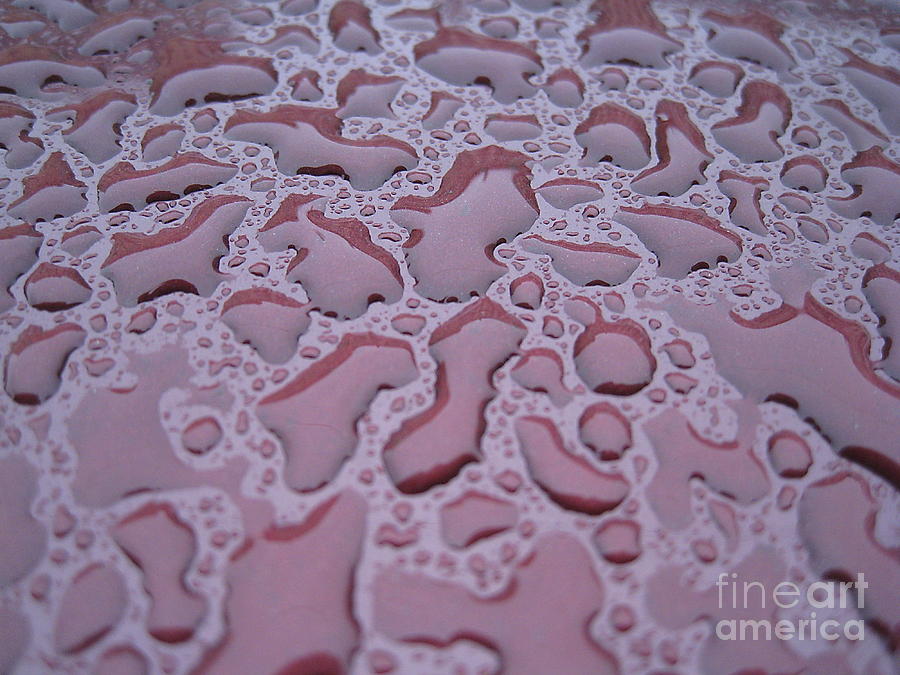 Drop red after rain Photograph by Yury Bashkin - Pixels