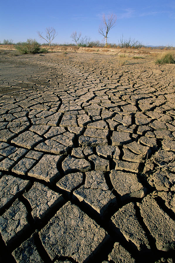 Drought Photograph by David Hay Jones/science Photo Library - Pixels