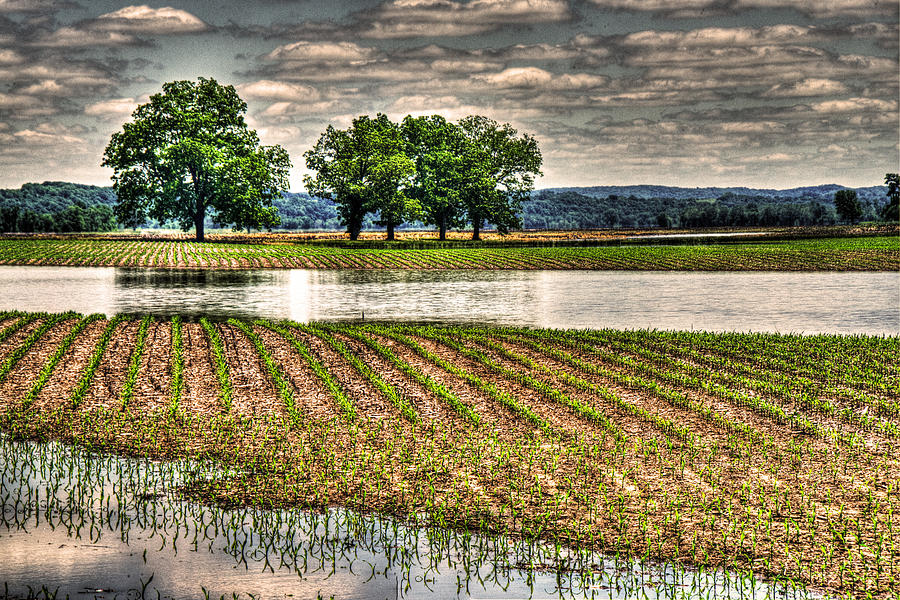Drowning a Cornfield Photograph by William Fields - Fine Art America